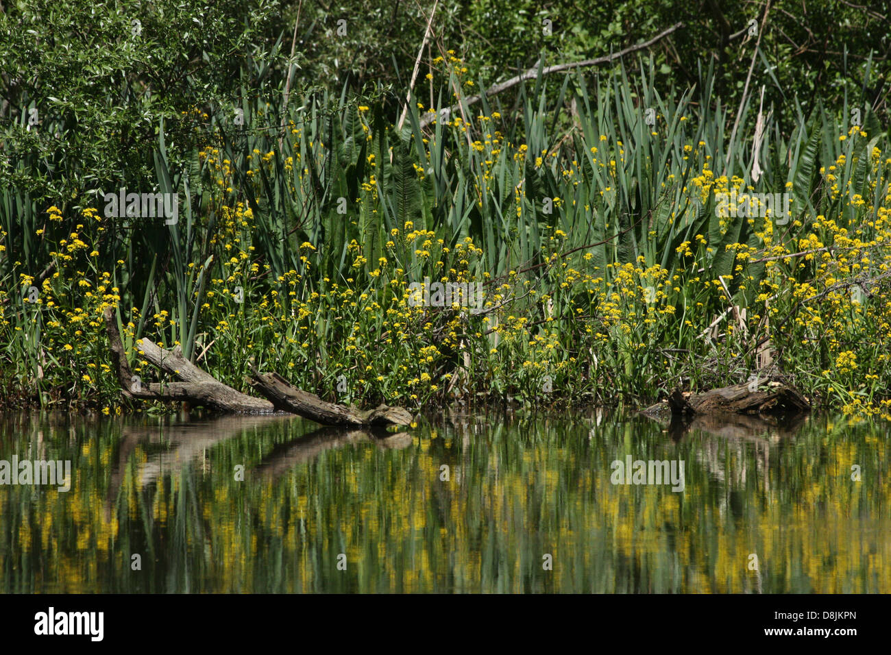 Reflections in a pond Stock Photo - Alamy