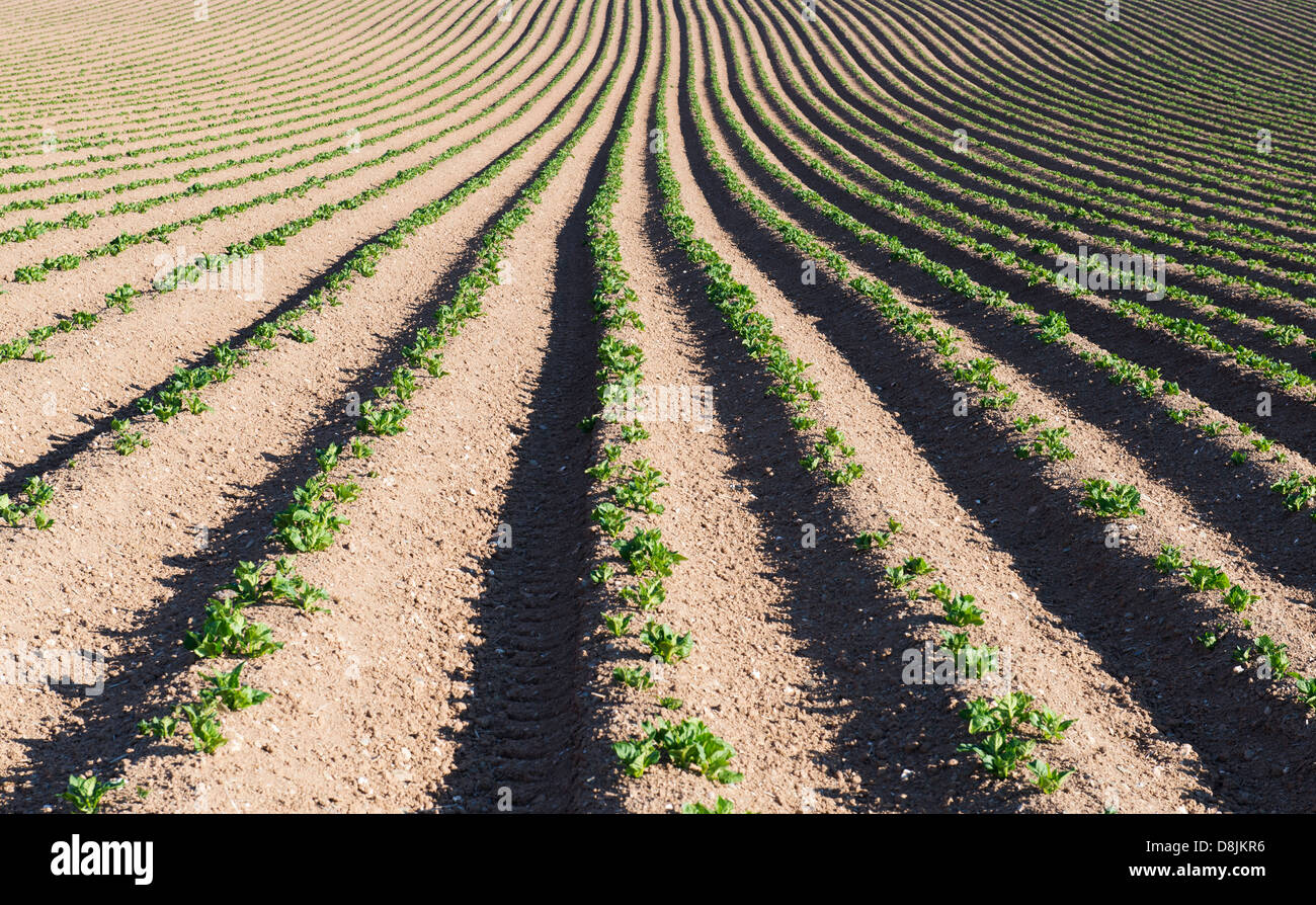 Ridge and furrow ploughed field pattern. Devon, England Stock Photo - Alamy