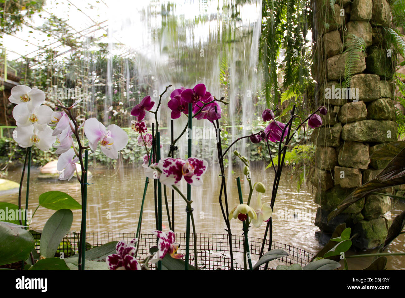 Flowers and waterfall Stock Photo - Alamy