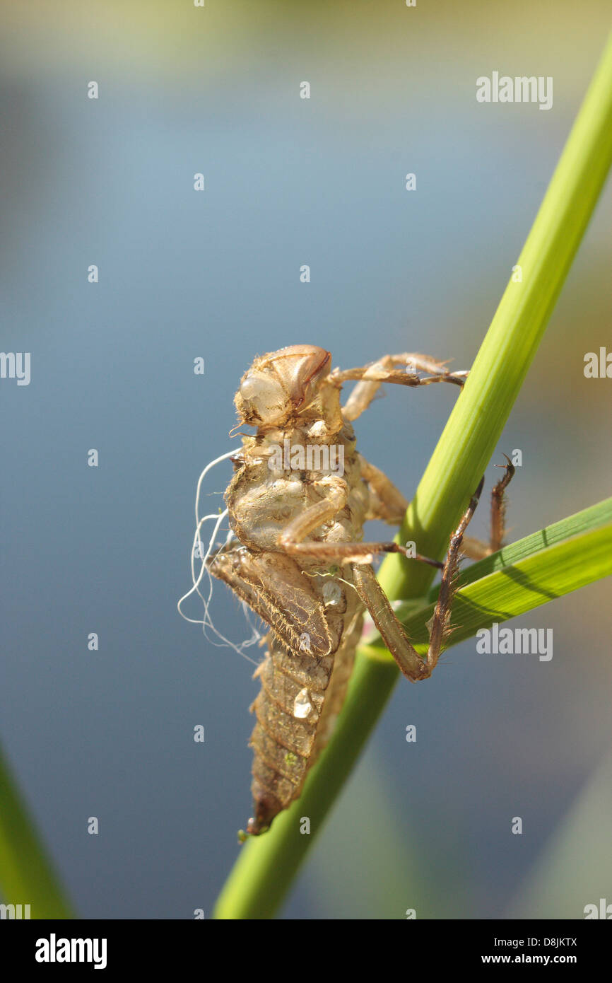 Four Spotted Chaser Dragonfly nymph skin after adult has hatched ...