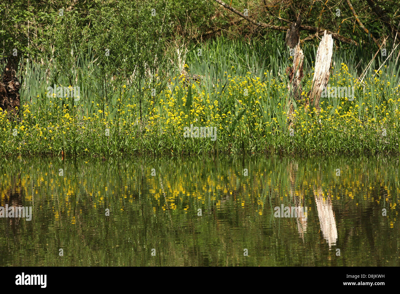 Reflection in pond Stock Photo - Alamy