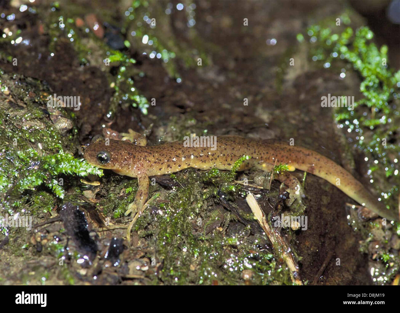 The Olympic salamander, a species native to the Pacific Northwest, is ...