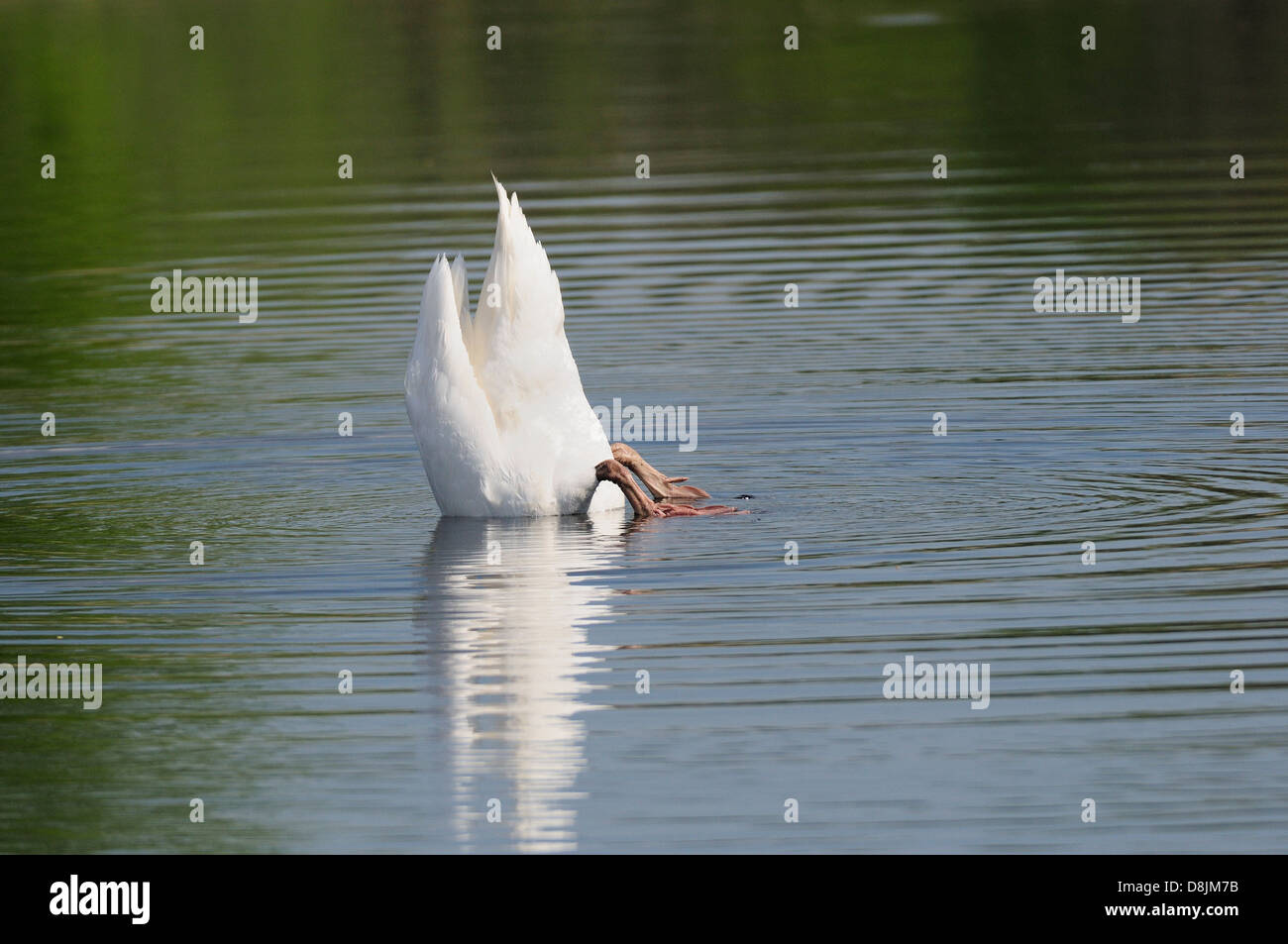 Up ended mute swan feeding hi-res stock photography and images - Alamy
