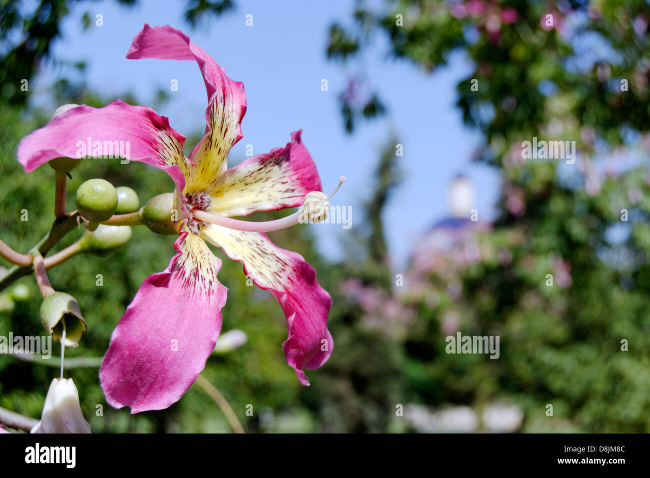 Valencia city spain flower hi-res stock photography and images - Alamy