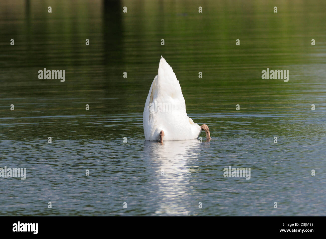 Up ended mute swan feeding hi-res stock photography and images - Alamy