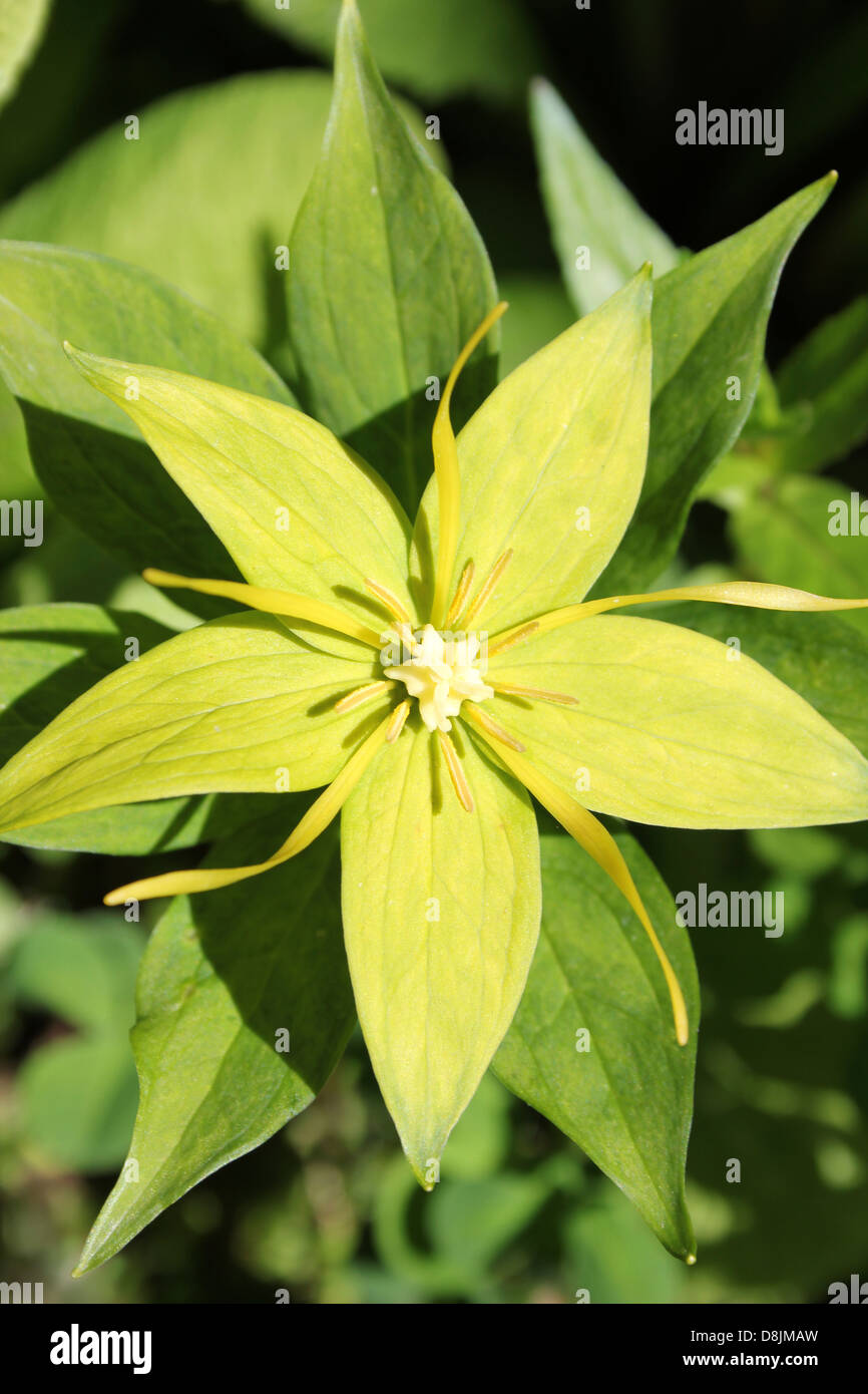 Multi-leaf Paris - Paris polyphylla Stock Photo - Alamy