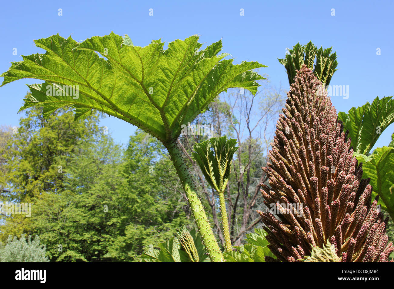 Giant Rhubarb Gunnera manicata Stock Photo - Alamy