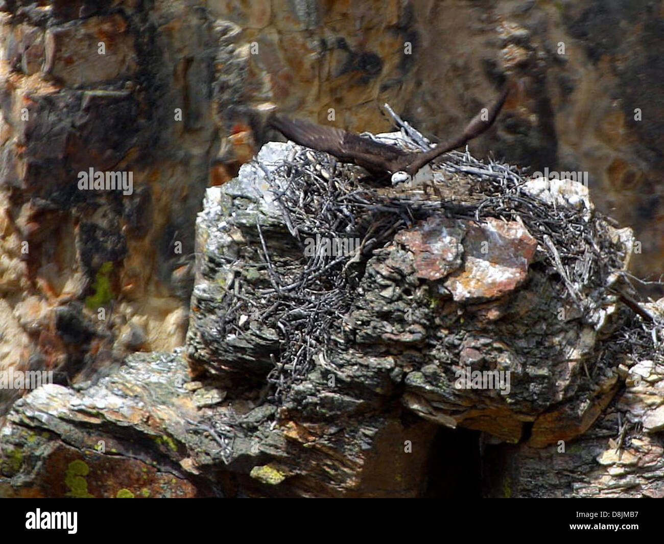 A close-up of an osprey's nest, typically located near water sources ...