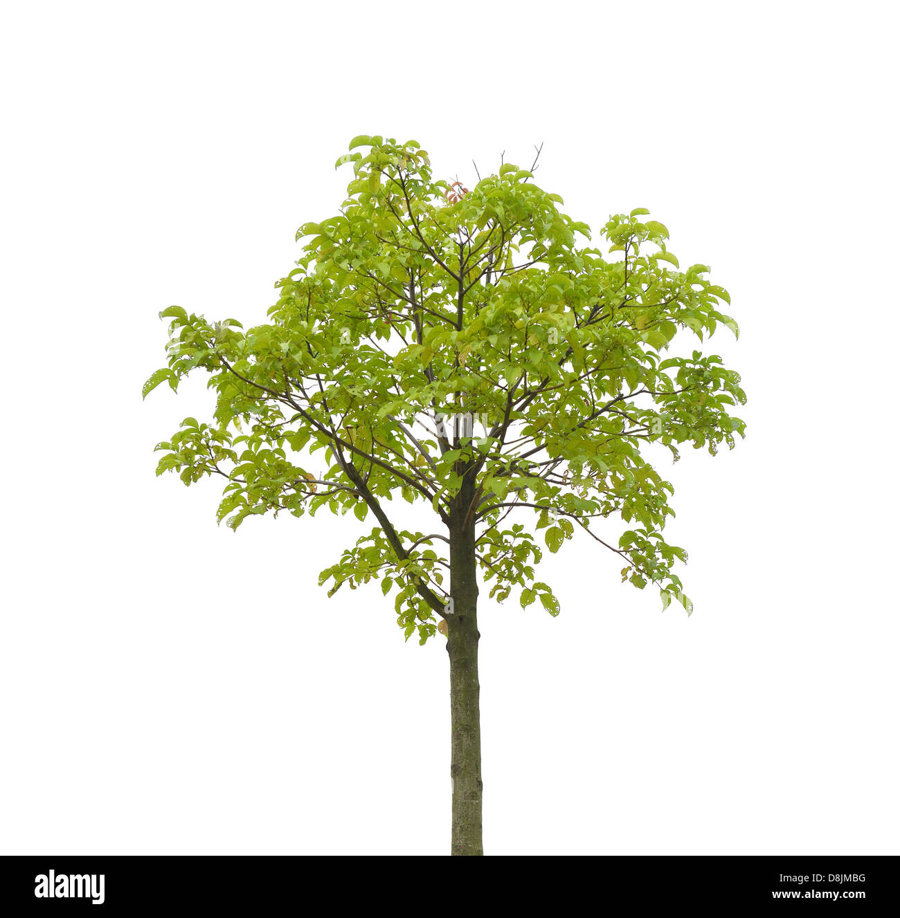 Green trees isolated on white Stock Photo - Alamy