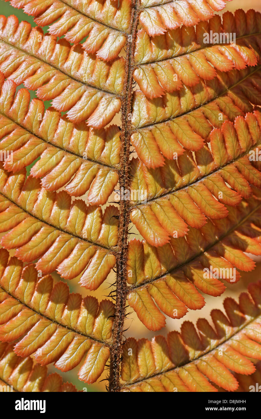 Orange Fern Fronds Stock Photo - Alamy
