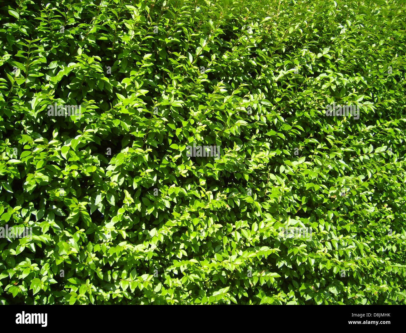 An overgrown green bush with dense foliage fills the frame. The leaves ...