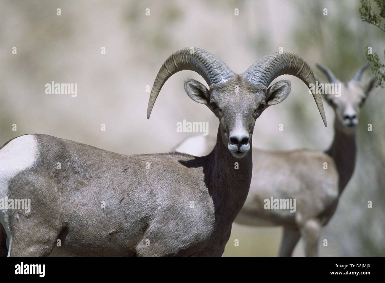 Ovis canadensis nelsoni, also known as the desert bighorn sheep, is ...