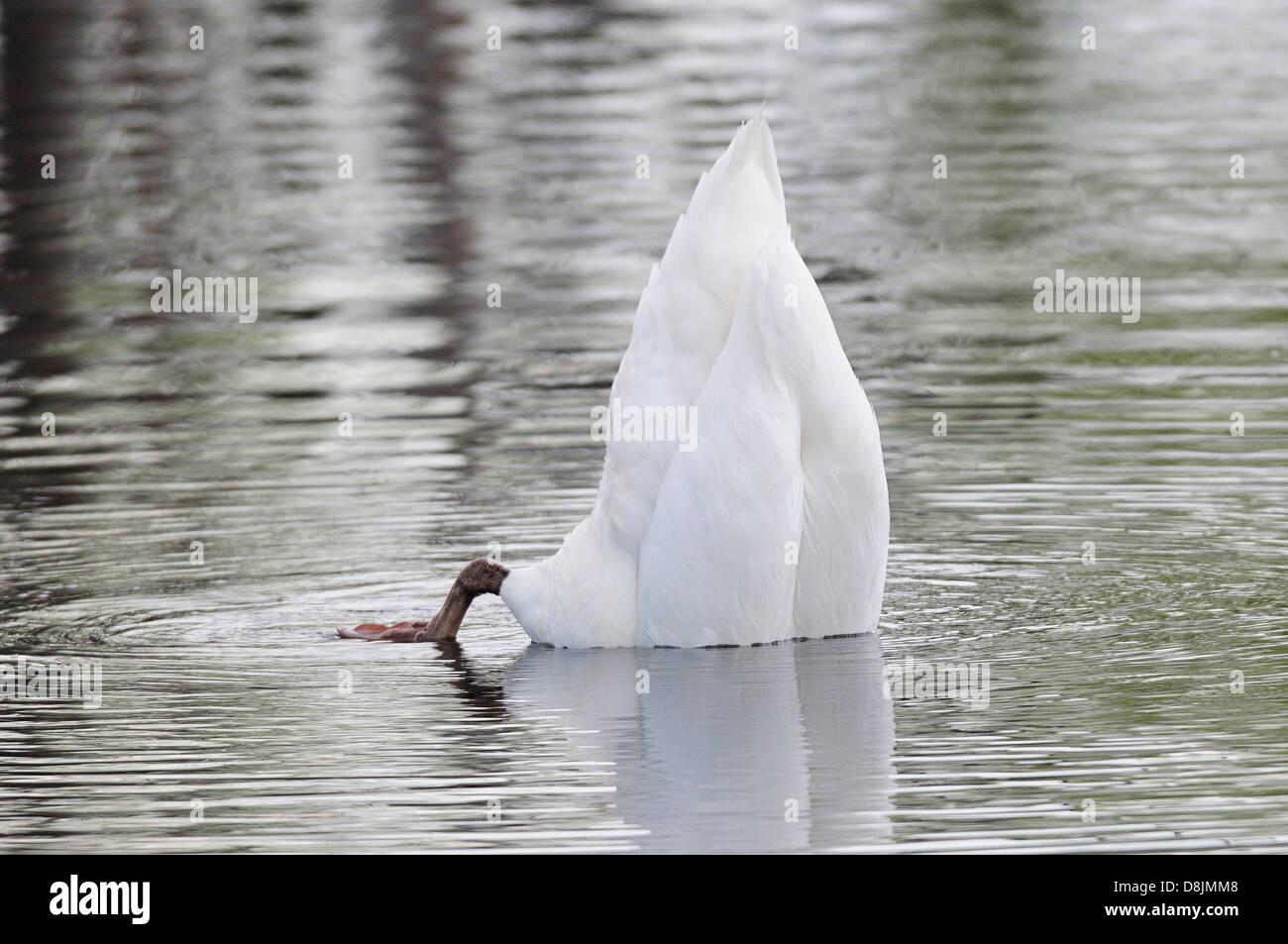 Up ended mute swan feeding hi-res stock photography and images - Alamy