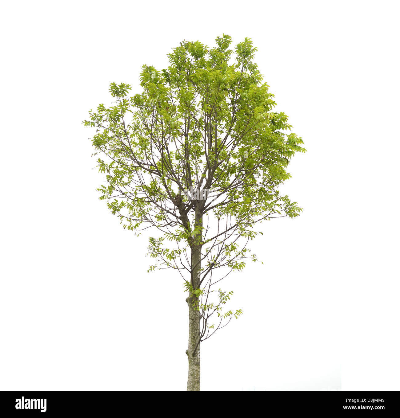Green trees isolated on white Stock Photo - Alamy