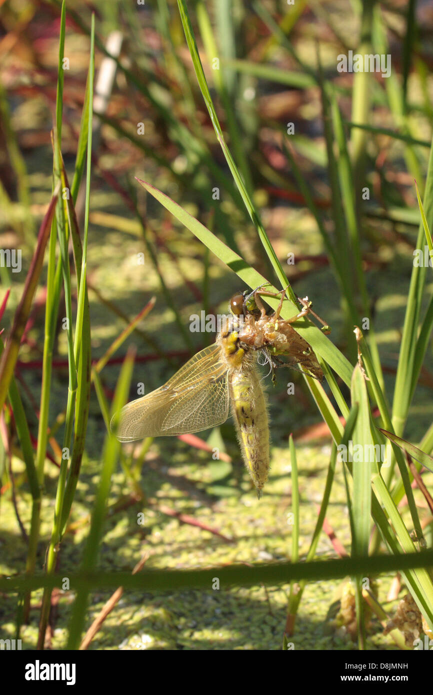 Four Spotted Chaser Dragonfly Stock Photo - Alamy