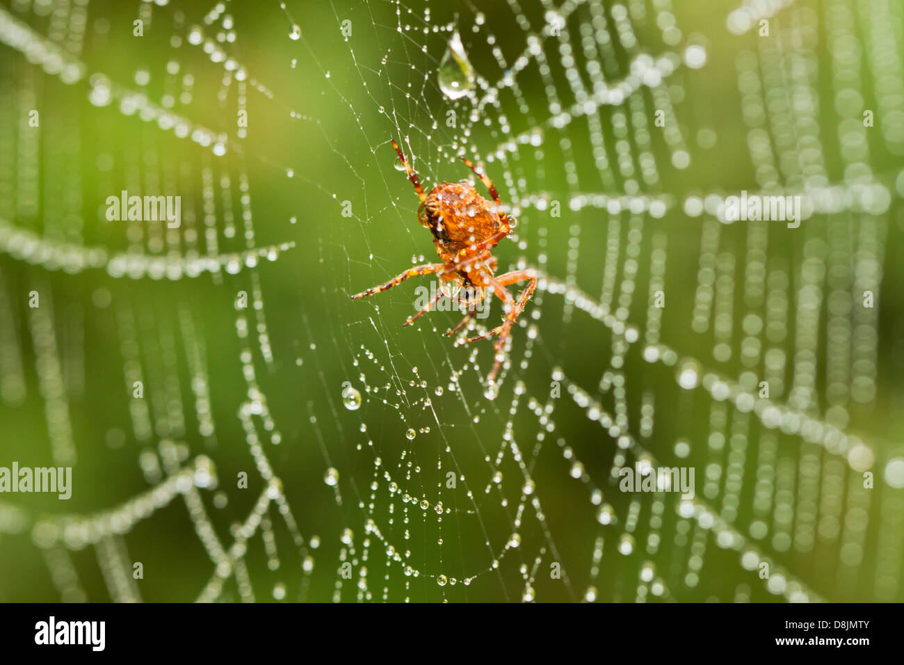 A spider on a wet web Stock Photo - Alamy