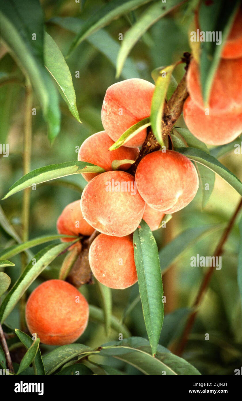 Peaches on the tree Stock Photo - Alamy