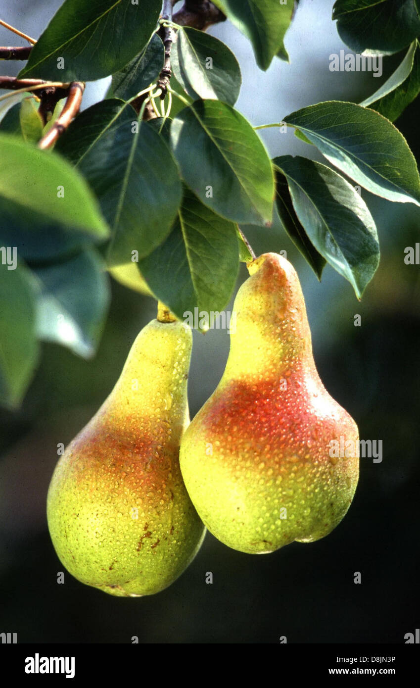 Showcasing natural variations hi-res stock photography and images - Alamy