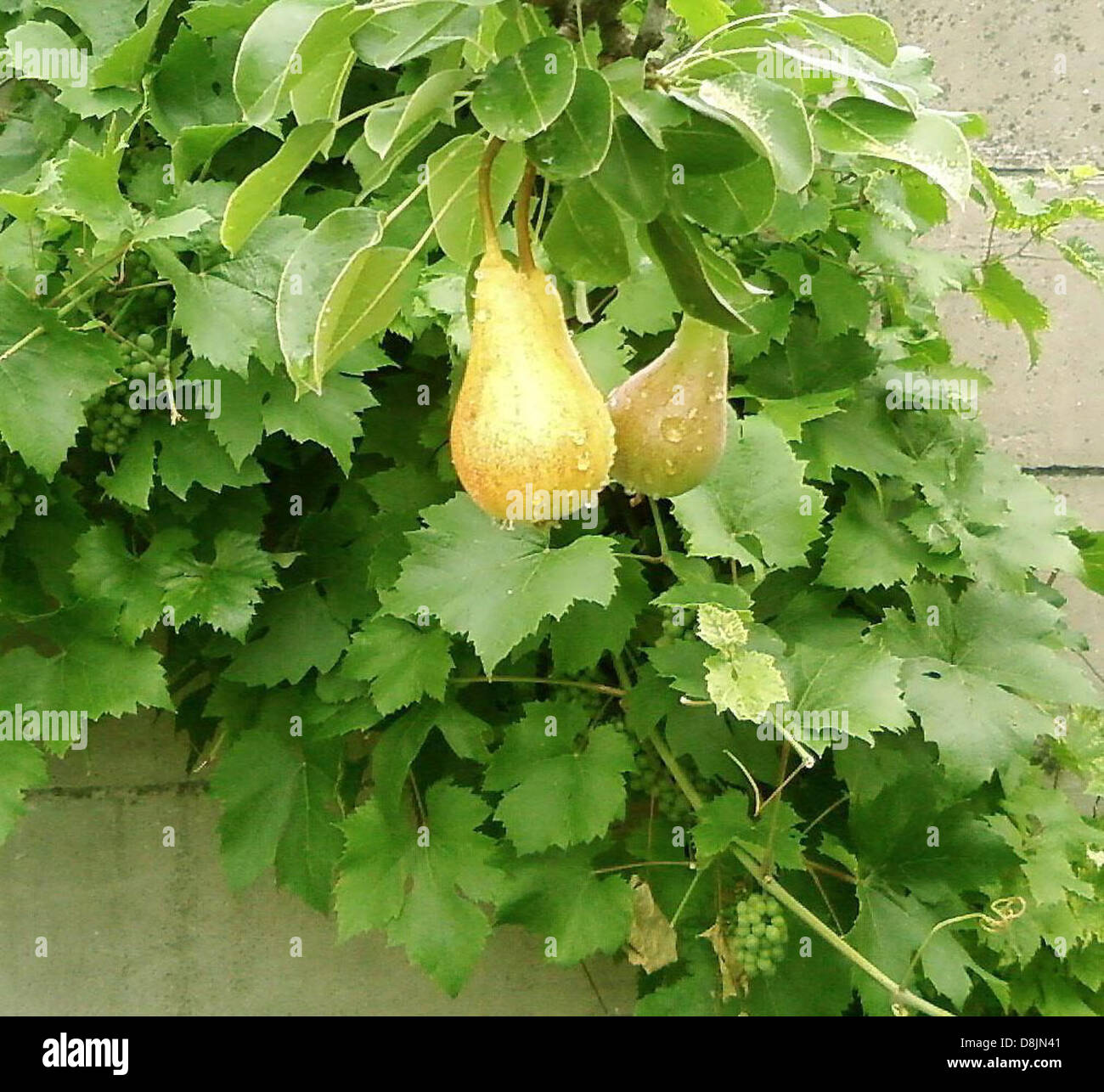 Pear barley fruit Stock Photo - Alamy