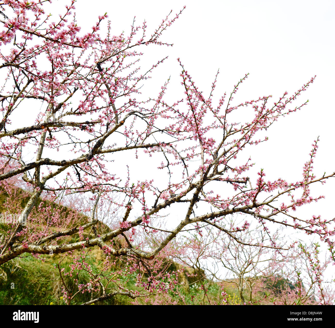 Peach flower blooming Stock Photo - Alamy
