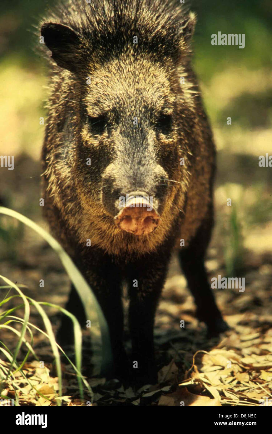 Pig like hi-res stock photography and images - Alamy