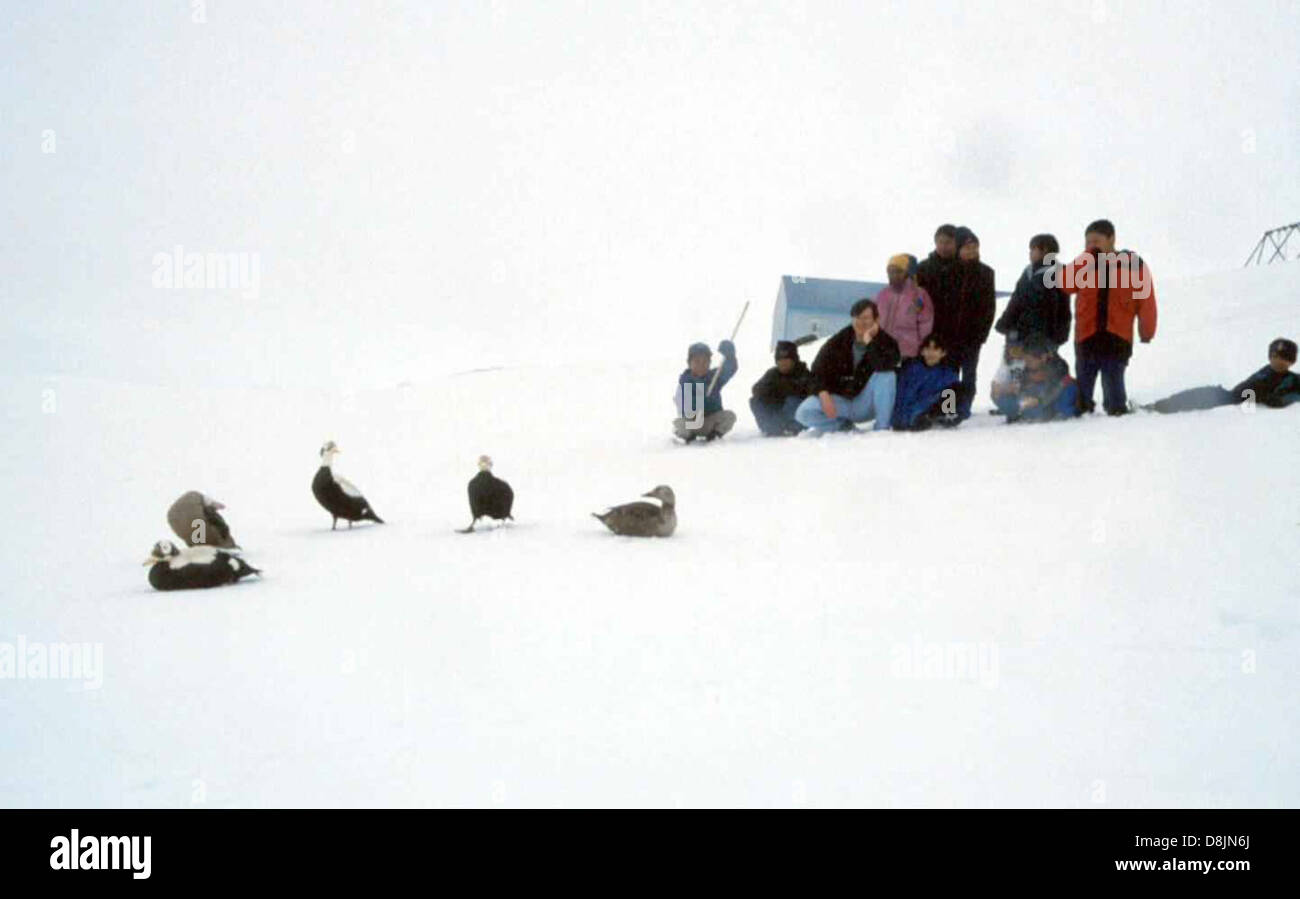 Eider ducks spectacled hi-res stock photography and images - Alamy