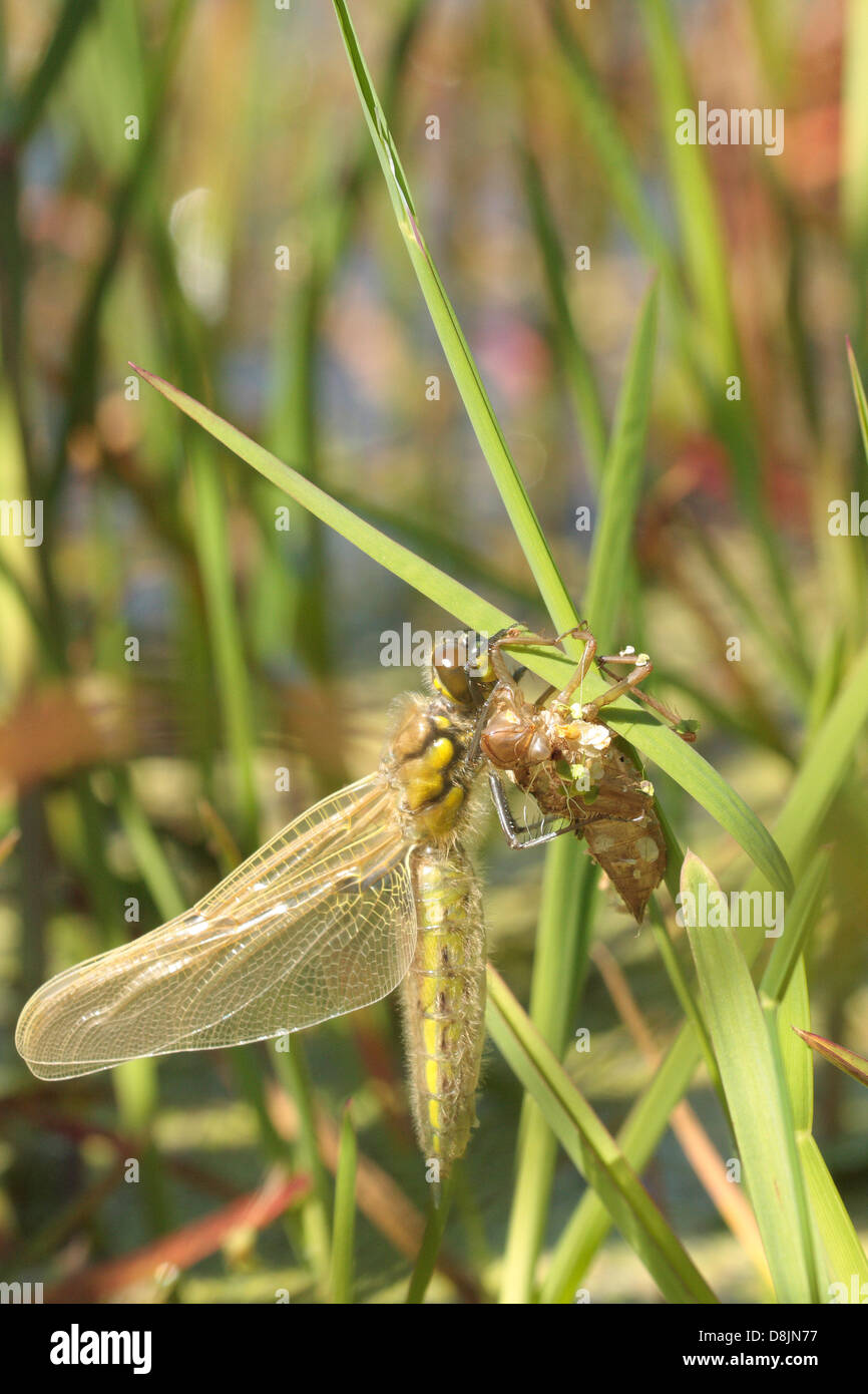 Four Spotted Chaser Dragonfly Stock Photo - Alamy