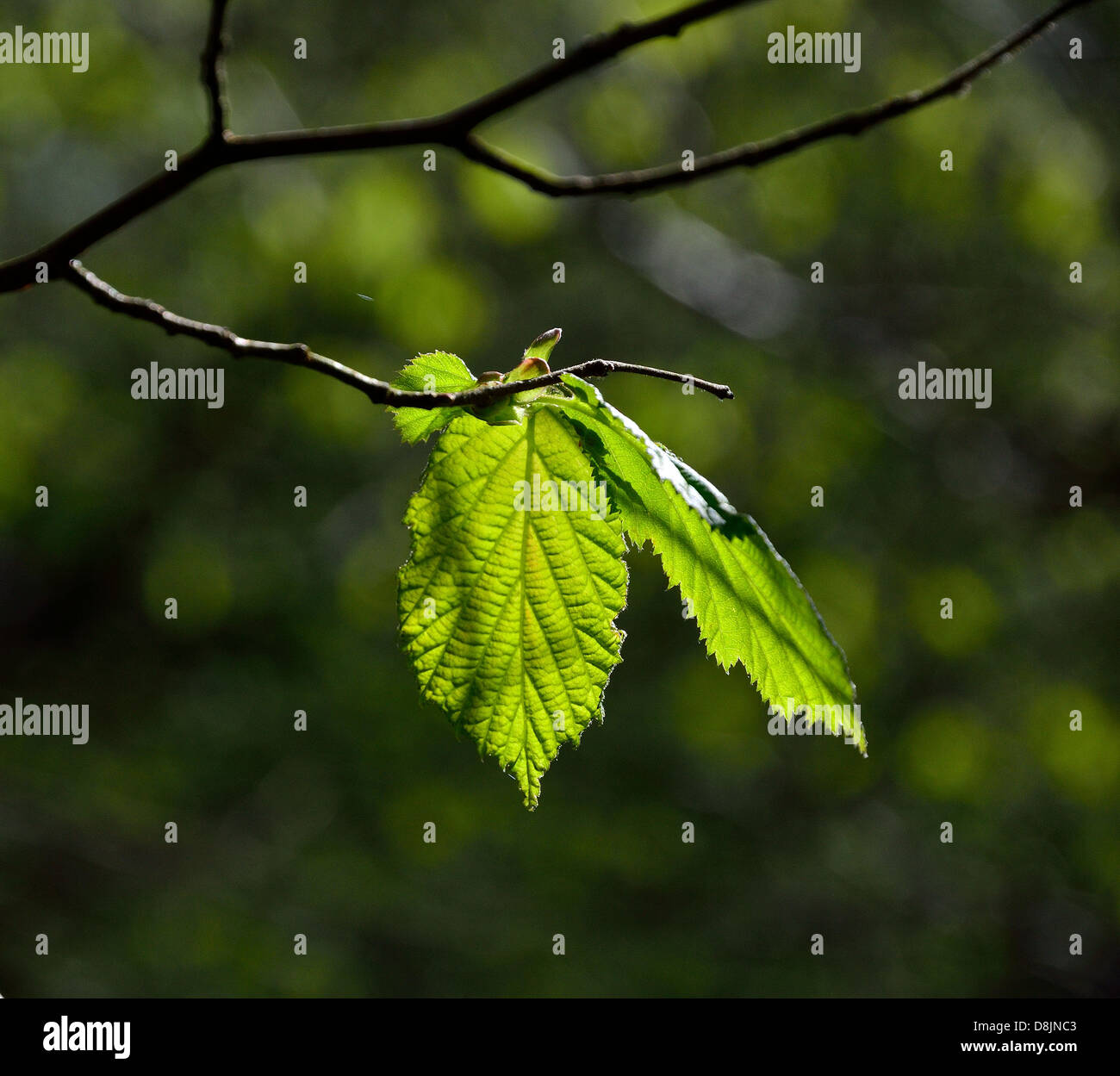 Sunlight shining through new hazel leaves in Meldon Woods on the edge ...