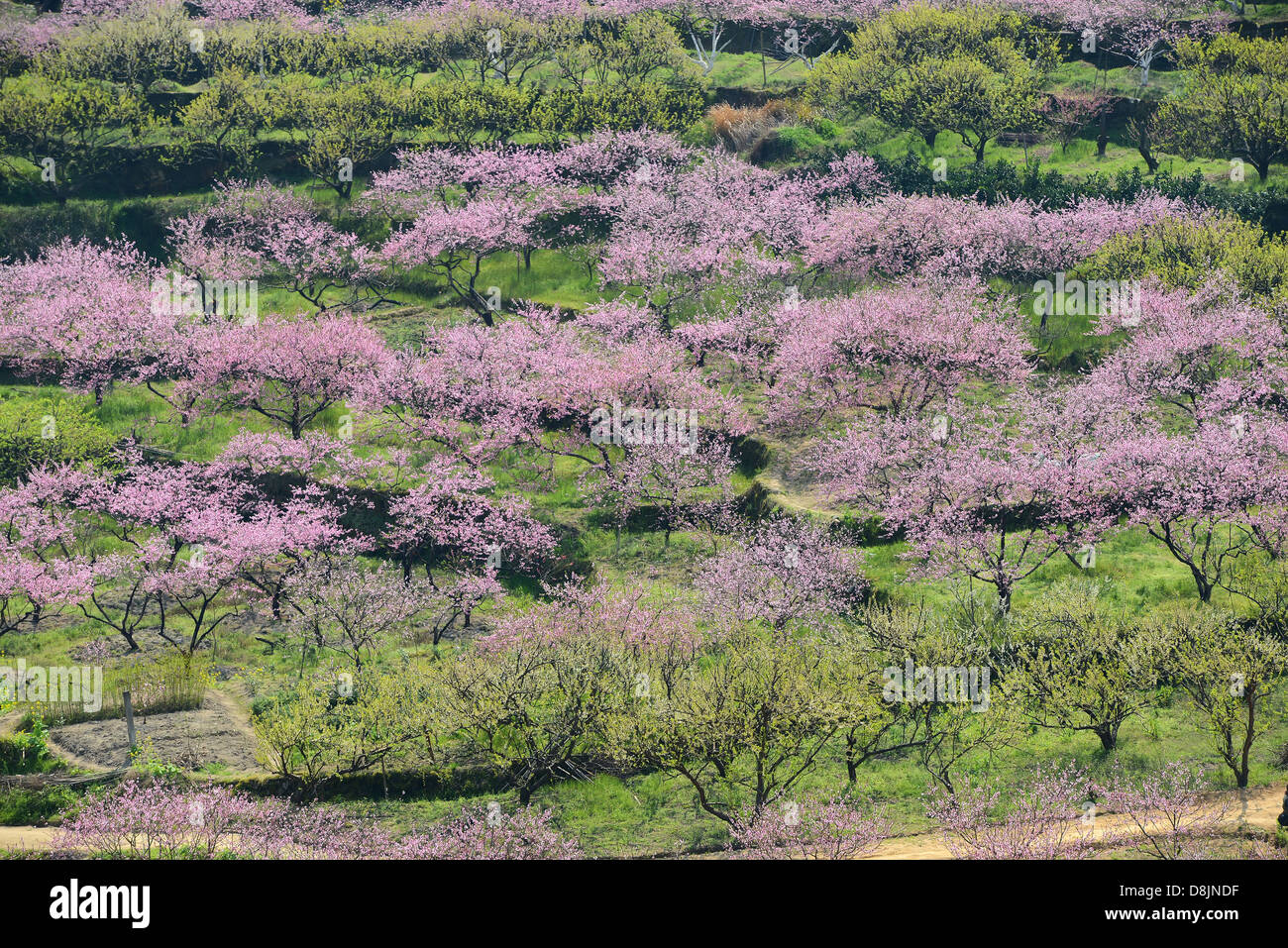 Peach flower blooming Stock Photo - Alamy