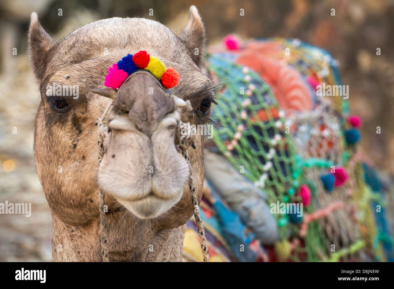 Camel with colored decoration in Pushkar, Rajasthan, India Stock Photo ...