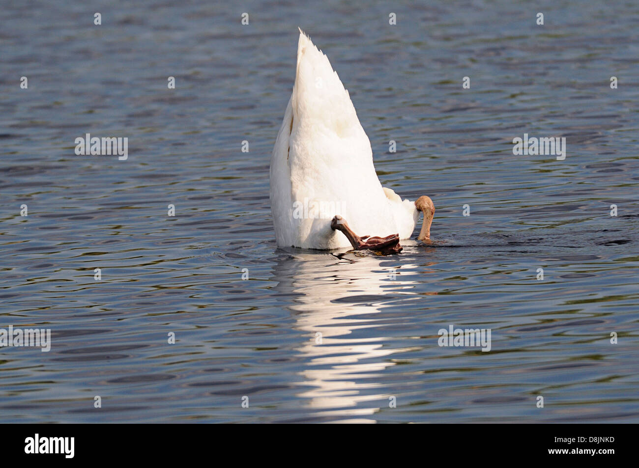 Up ended mute swan feeding hi-res stock photography and images - Alamy