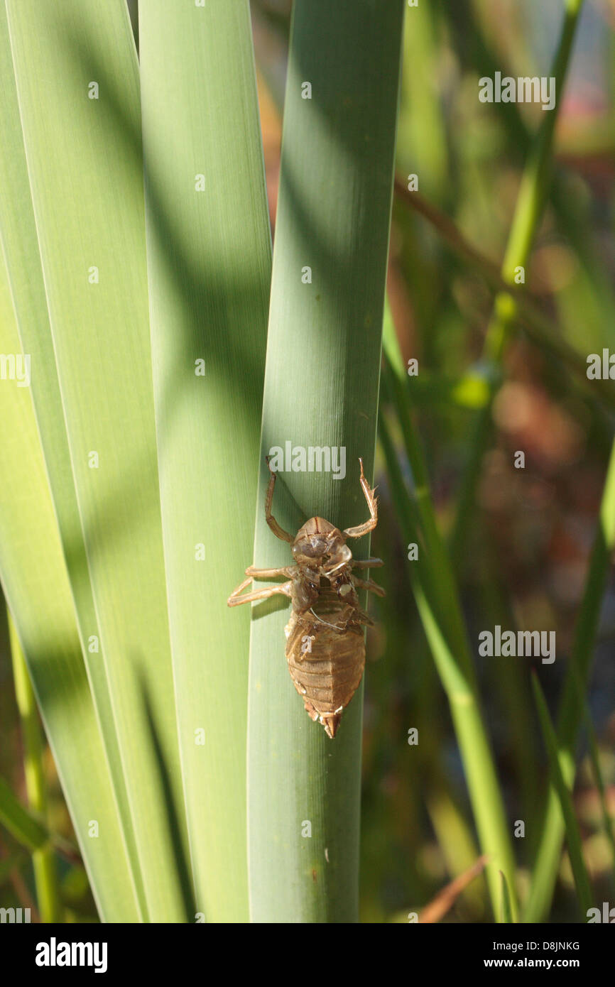 Four Spotted Chaser Dragonfly nymph skin after adult has hatched ...