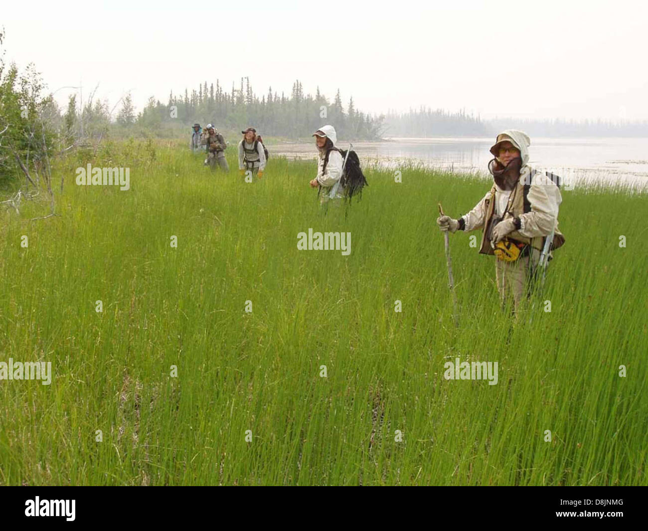 People hike through the forests and marshes Stock Photo - Alamy