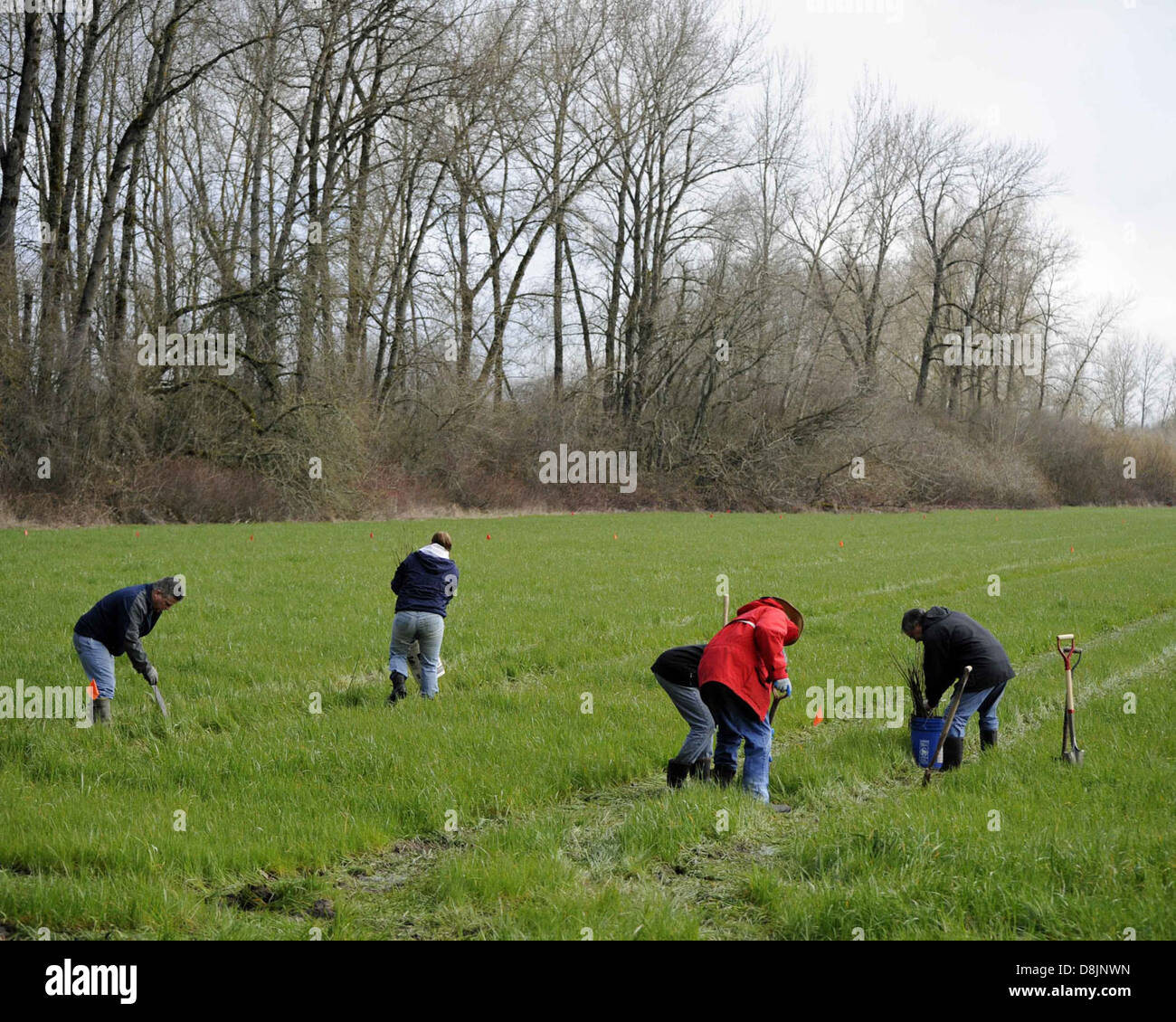 People are seen working in a field, tending to young shoots of crops ...
