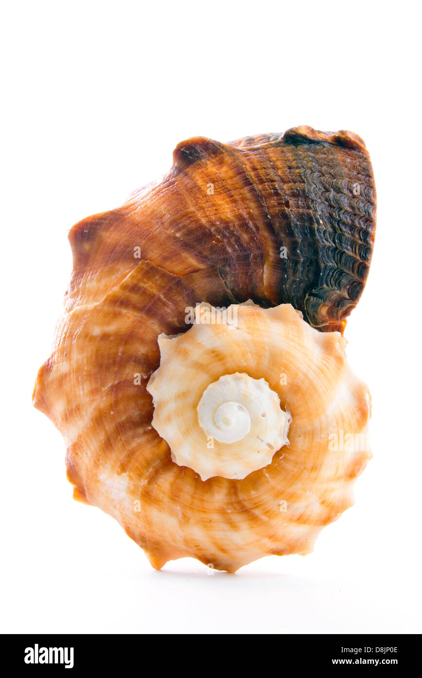 Extinct oyster hi-res stock photography and images - Alamy