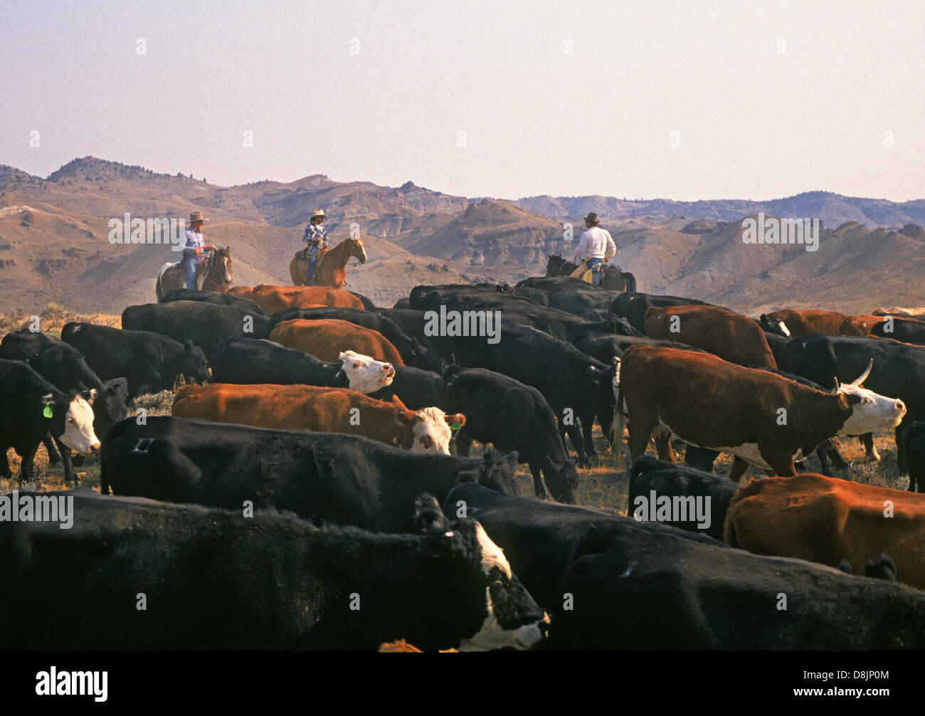 Cowboys driving cattle hi-res stock photography and images - Alamy