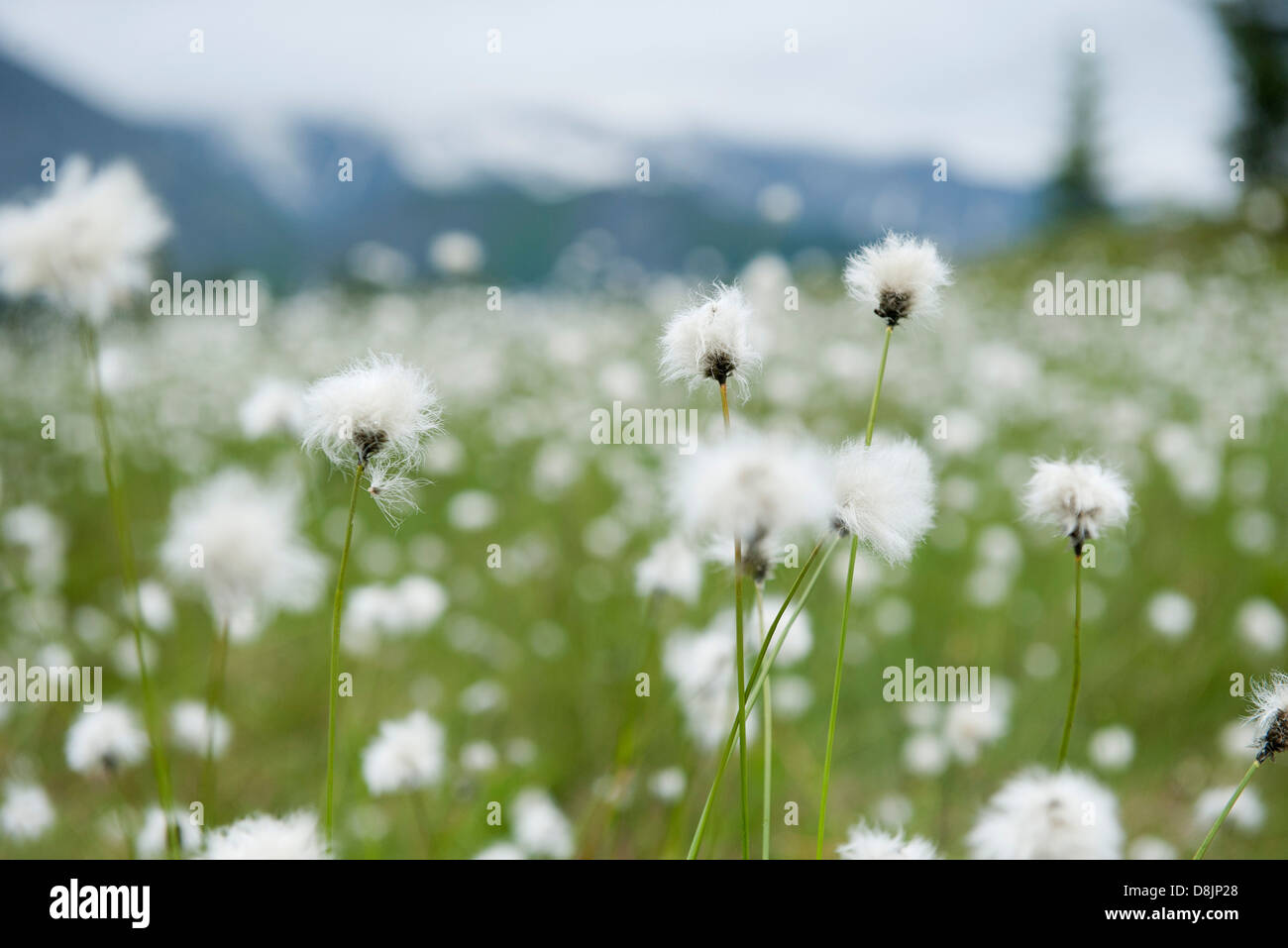 Field of hare's tail flowers, eriophorum vaginatum Stock Photo - Alamy