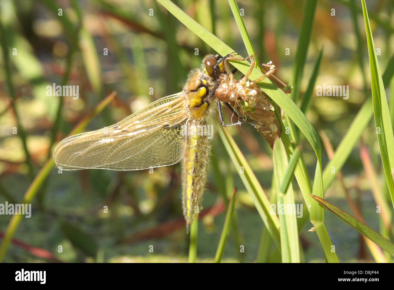 Four Spotted Chaser Dragonfly Stock Photo - Alamy