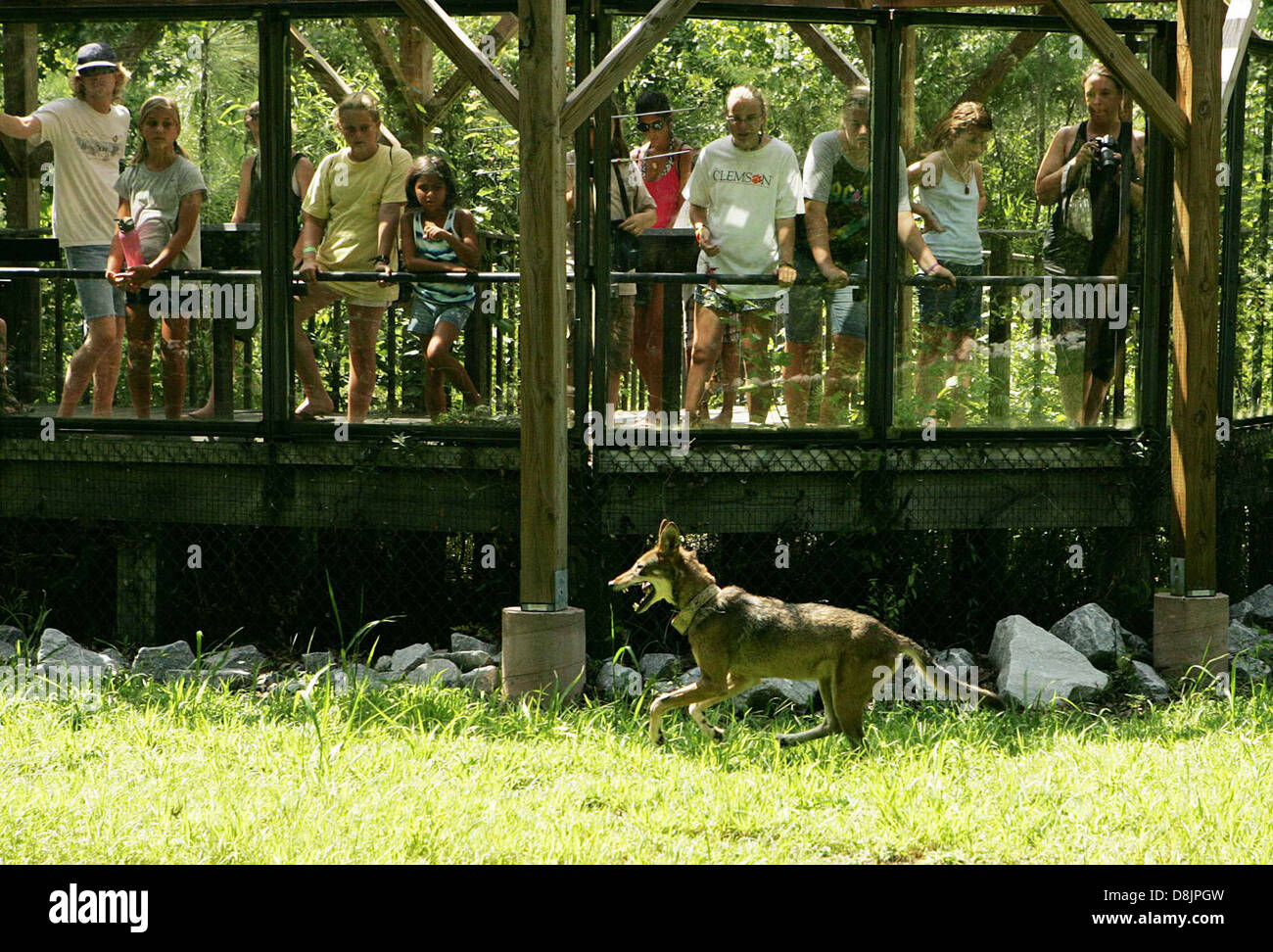 A group of people observing a captive red wolf (Canis rufus) in a ...