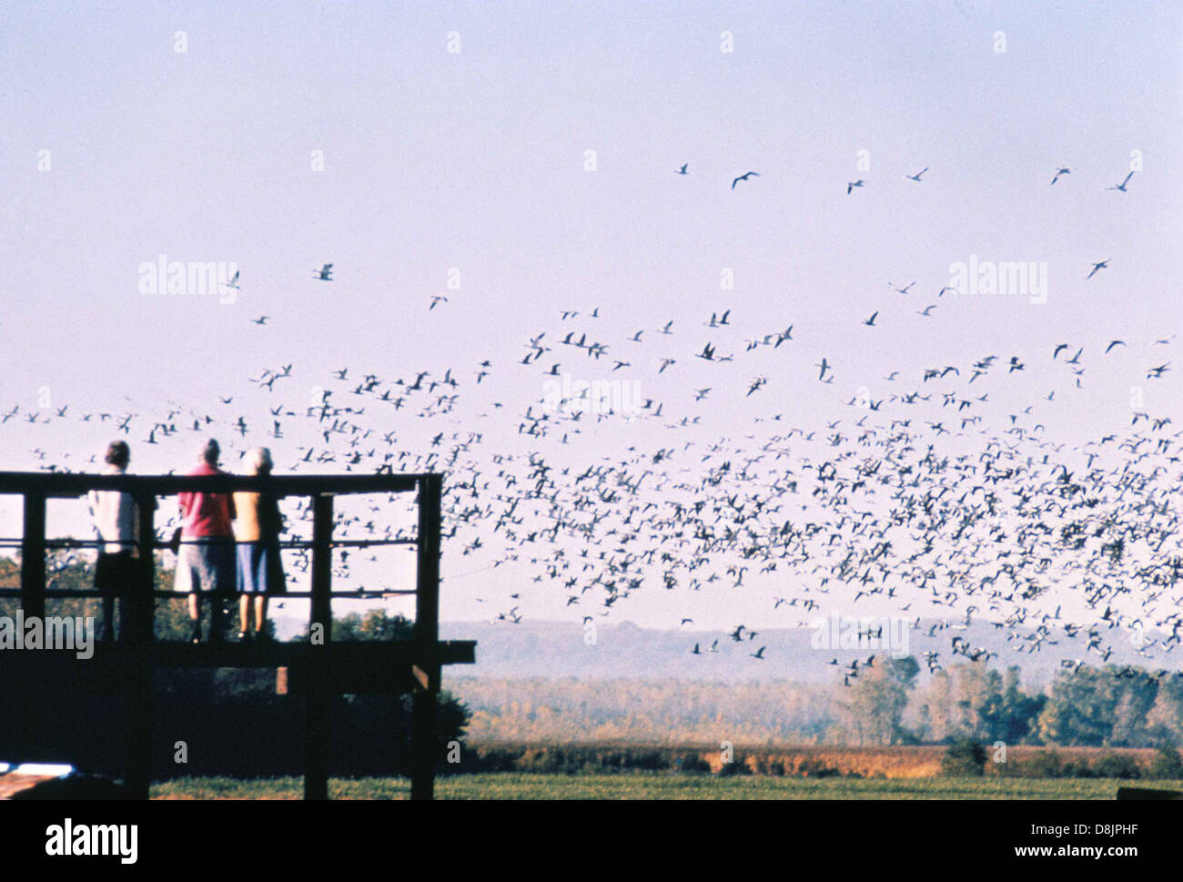 A group of people observing a flock of birds from a bird viewing deck ...