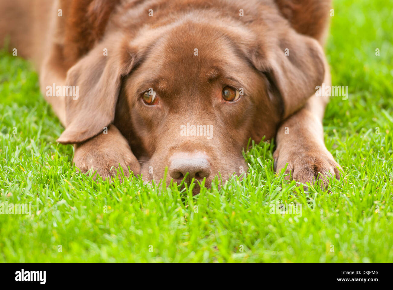 Chocolate Labrador Retriever on lawn Stock Photo - Alamy