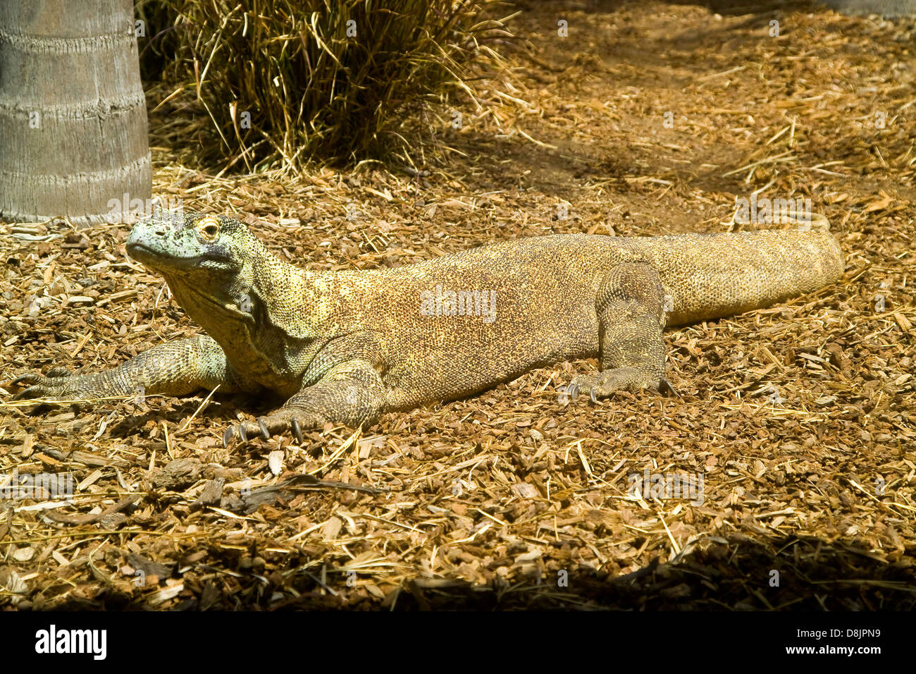 Large brown lizard Stock Photo - Alamy