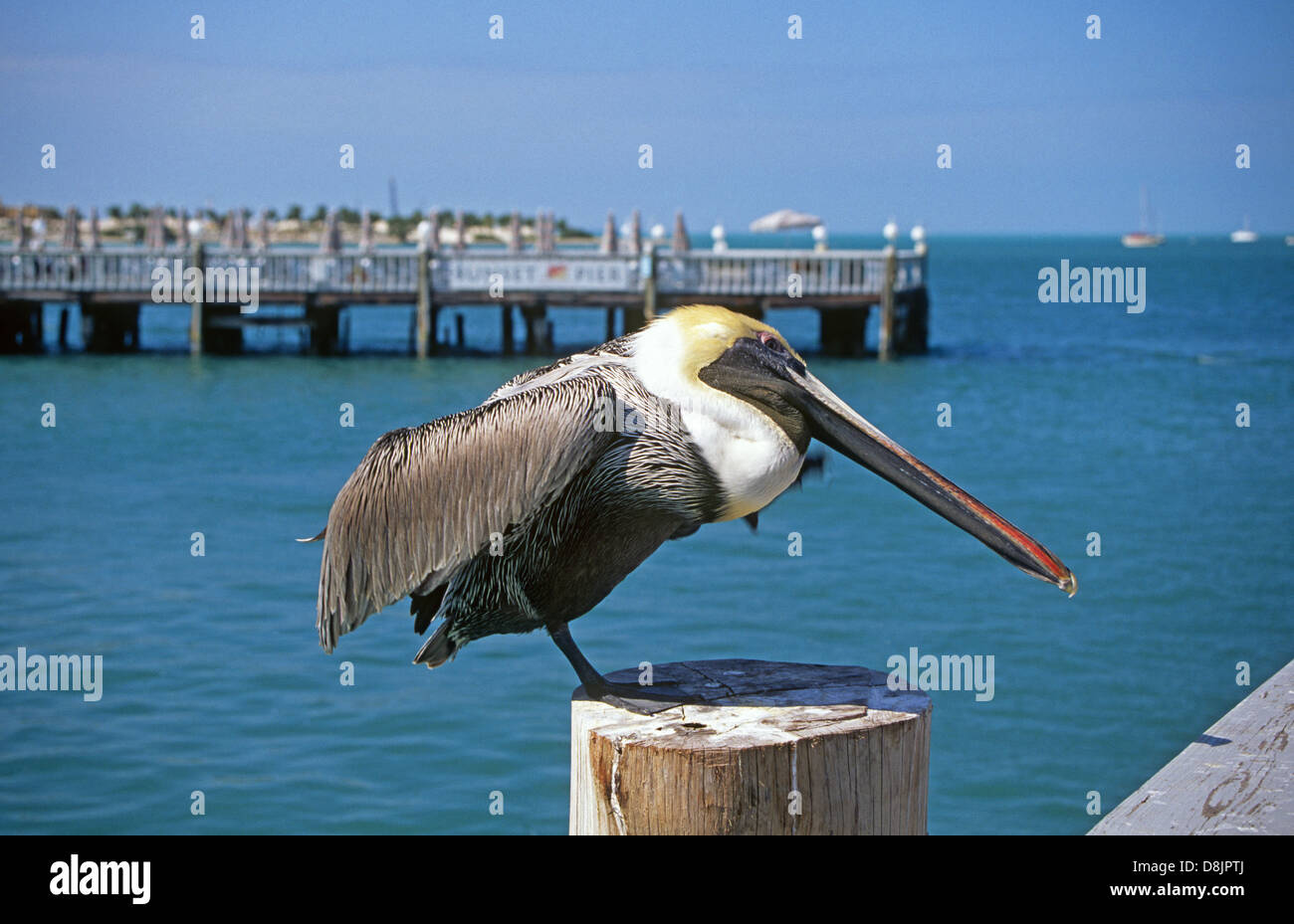 A brown pelican in breeding colors on a piling in Key West, Florida ...