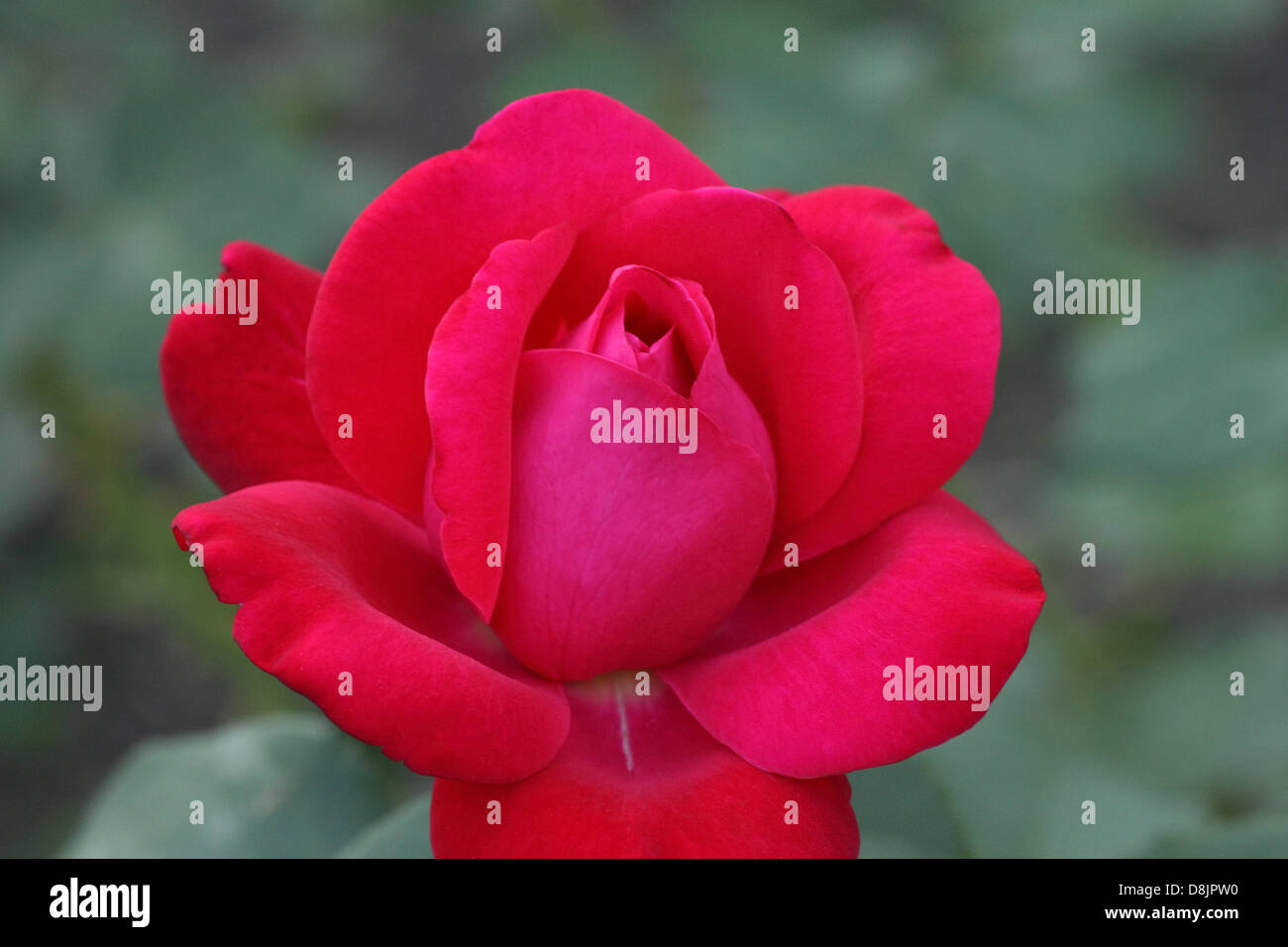 close up of red rose Stock Photo - Alamy