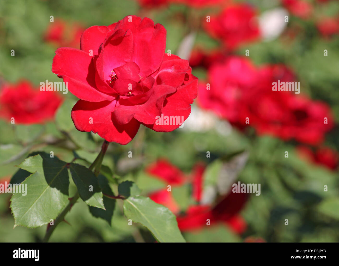 Garden red rose hi-res stock photography and images - Alamy