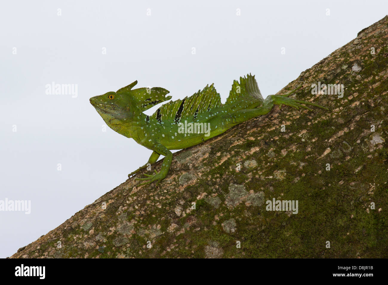 Basilisk lizard hi-res stock photography and images - Alamy