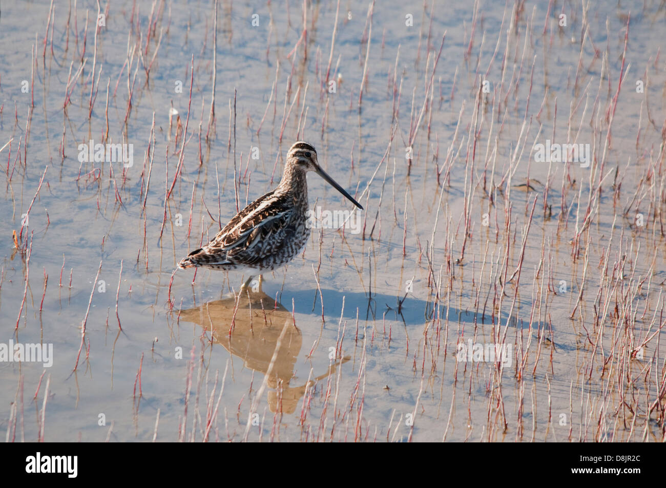 Common snipe wading in shallow water Stock Photo - Alamy