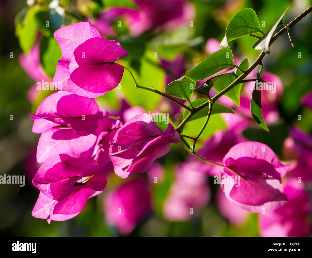 Pink flowers on the blooming tree branch Stock Photo - Alamy