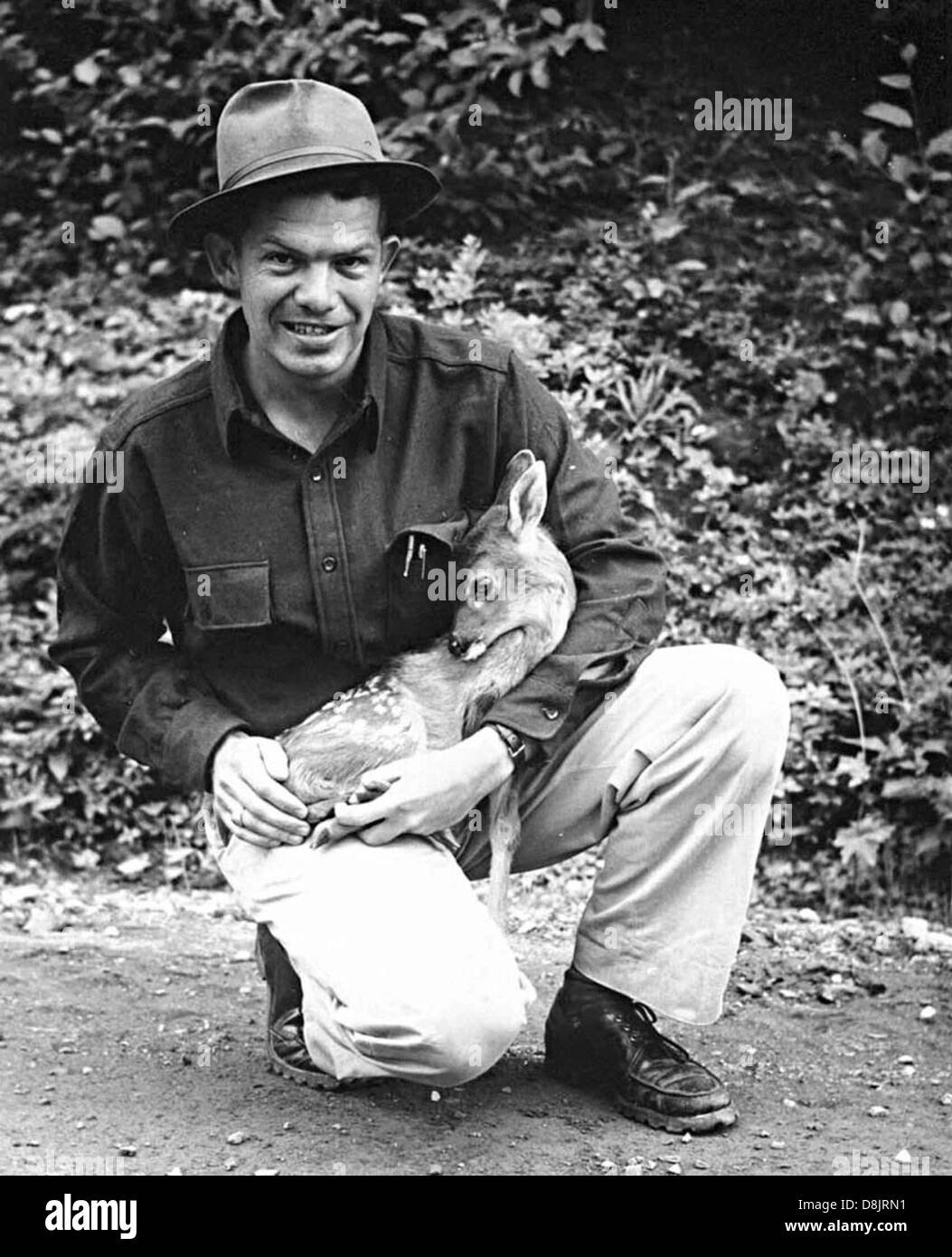 A person is shown interacting with a black-tailed fawn, a young deer ...