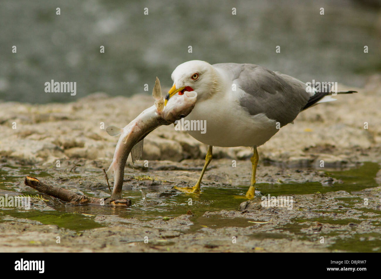 Ring-billed Gull (Larus delawarensis) swallowing a huge Longnose sucker ...